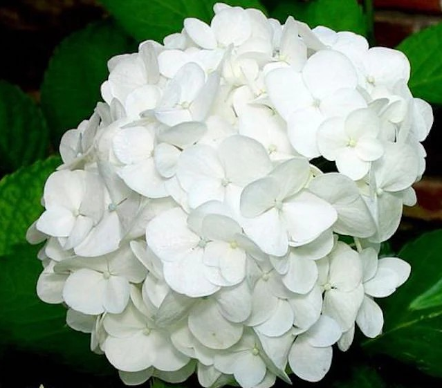 Hydrangea Macrophylla Mophead Agnes Pavelli WHITE hills hydrangeas ...
